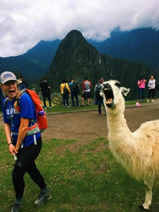 Screaming Llama!
