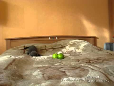 Ninja Kitteh.