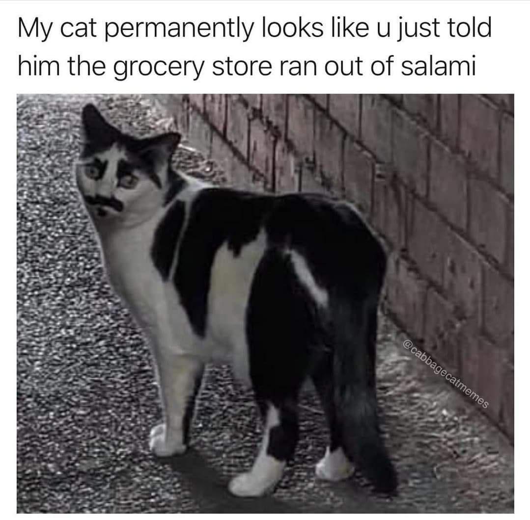 italian cat italian cat
