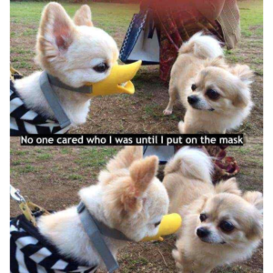 Dopey dog memes for the canine lovers out there