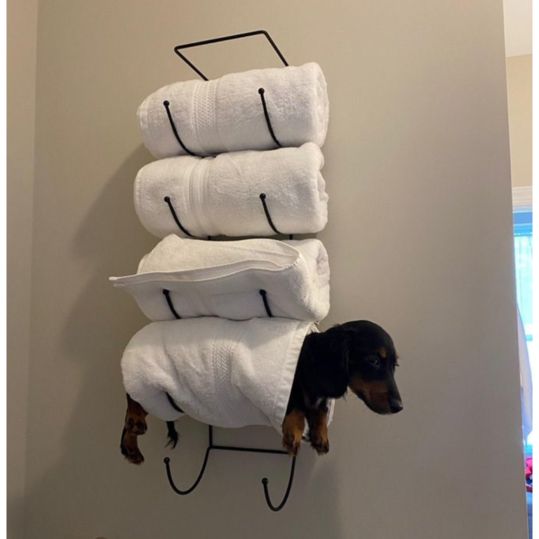 Dopey dog memes for the canine lovers out there
