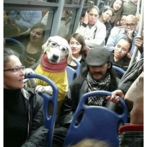 Dopey dog memes for the canine lovers out there