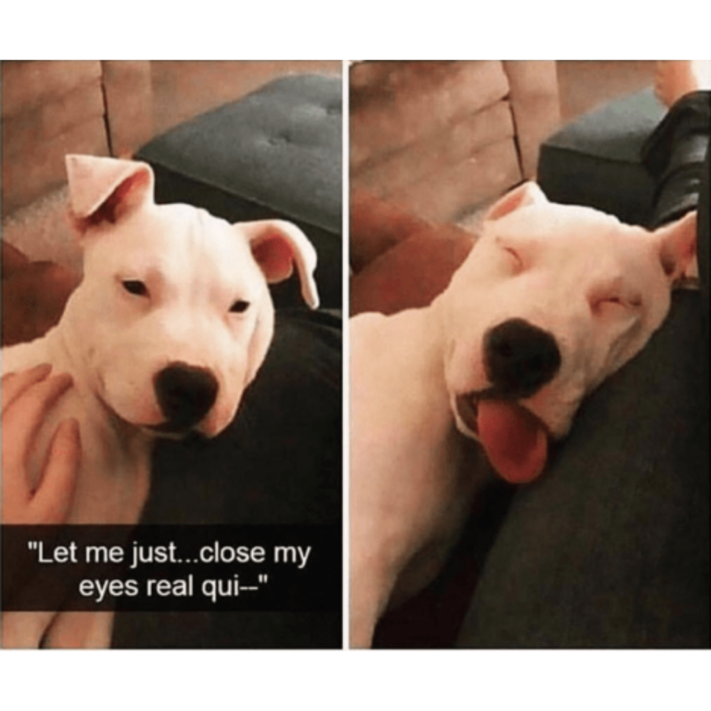 Dopey dog memes for the canine lovers out there