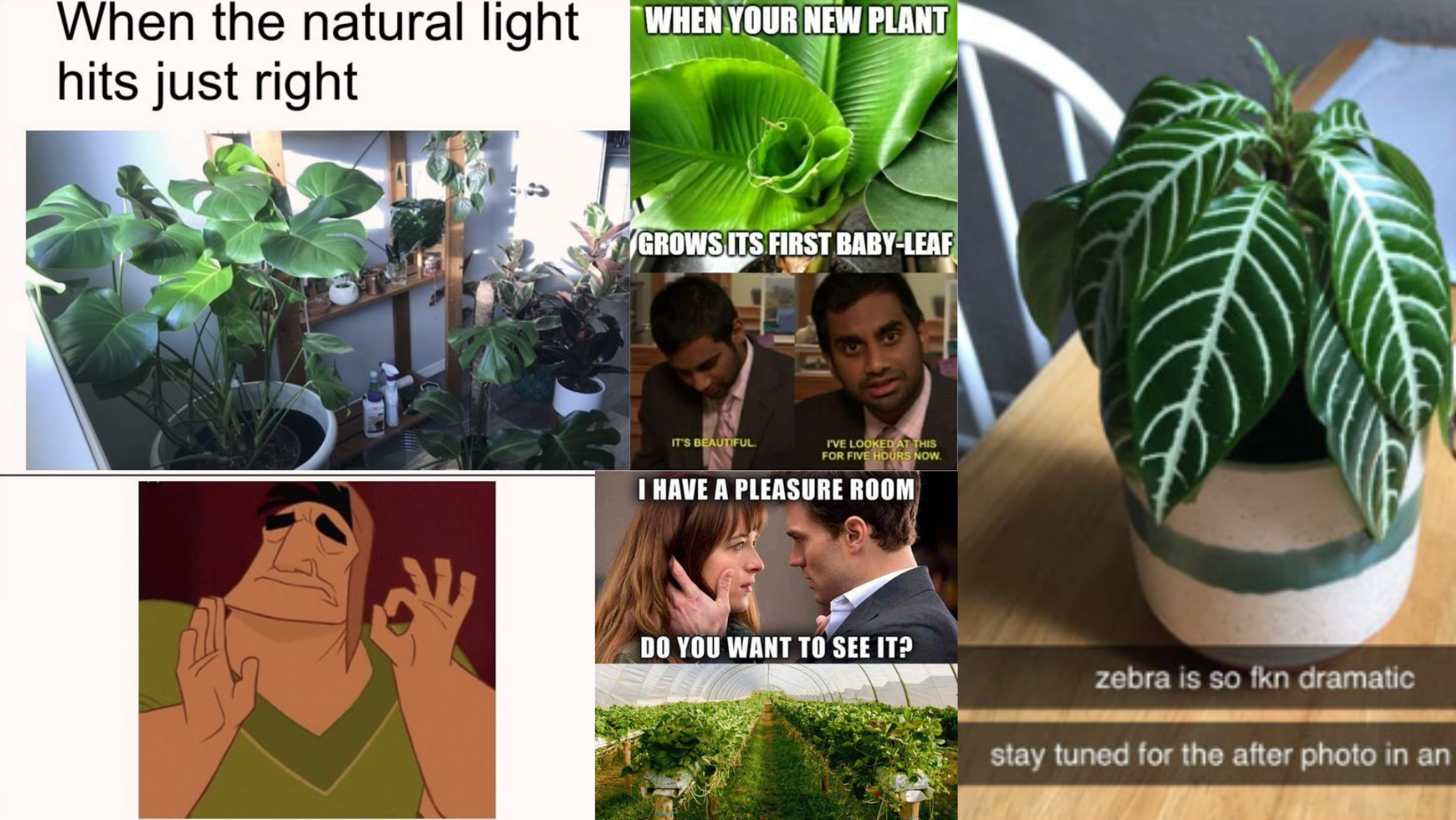 Fern Memes