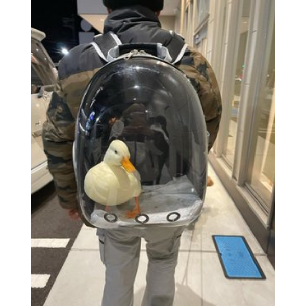 Duck Memes to Stop You From Quacker-Lackin'