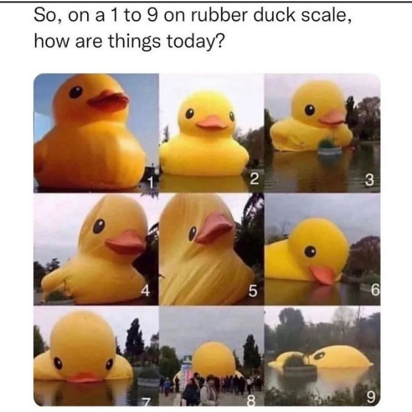 Duck Memes to Stop You From Quacker-Lackin'