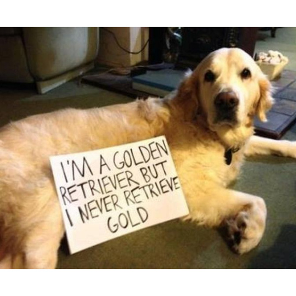 10 Golden Retriever Memes to Celebrate National Golden Retriever Day