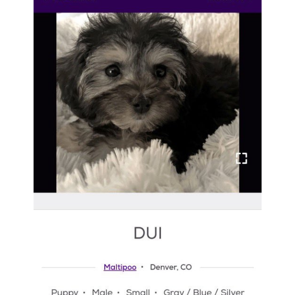 10 Outlandish Names Animals Have on Petfinder