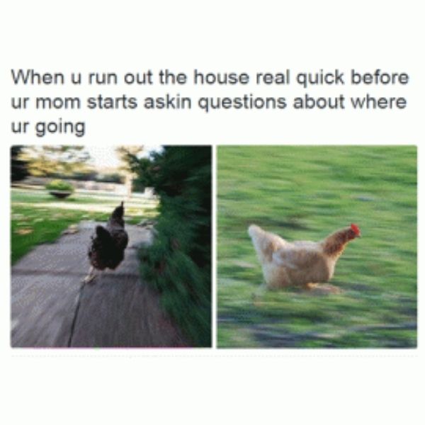 10 Chicken Memes for Poultry Day