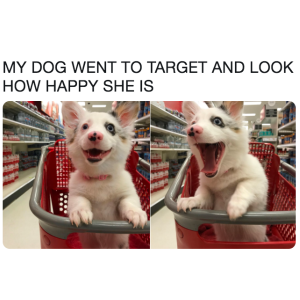 Cute Puppy Meme Cheer Up