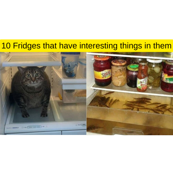 10 Images of Fridges with Unique Things in Them