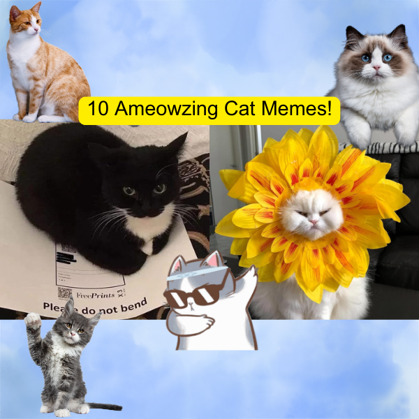 10 Ameowzing Cat Memes