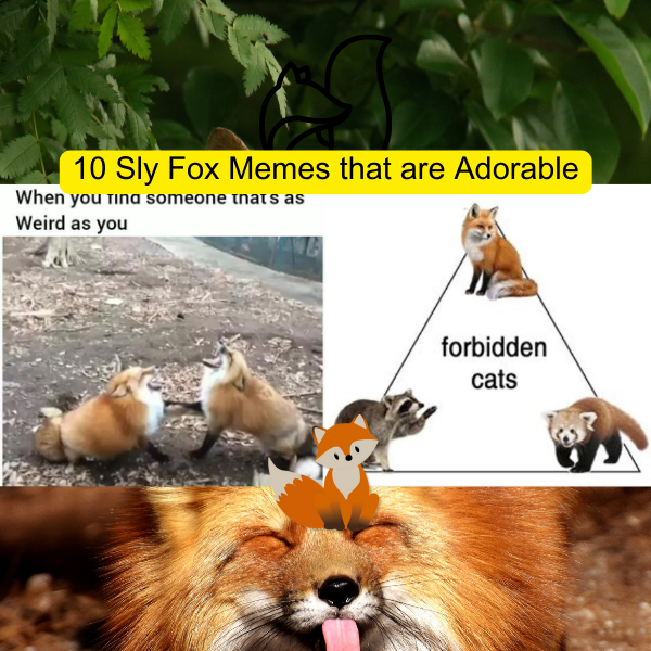 10 Fox Memes that are Almost Too Foxy for us
