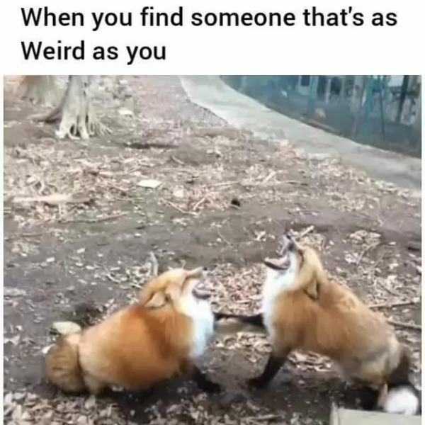 10 Fox Memes that are Almost Too Foxy for us