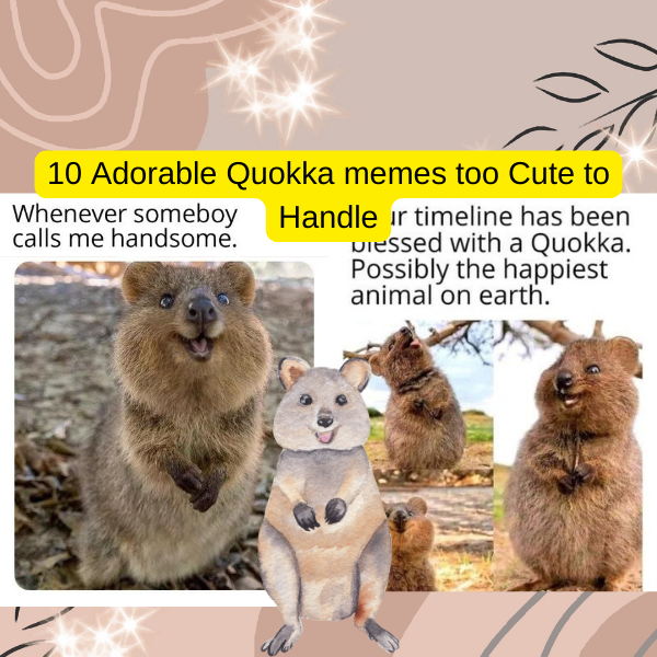 Quokka Memes Suzana Paravac | It's The Thought That Counts 😜
