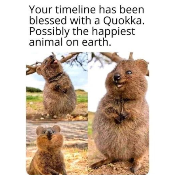 10 Adorable Quokka Memes because They're Just So Cute! I Mean, Just ...