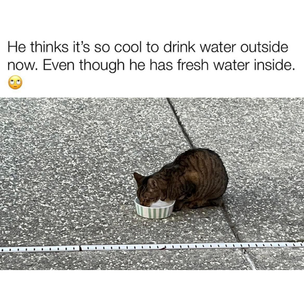 10 Hiss-terical Cat Memes to Bring Joy to your Day