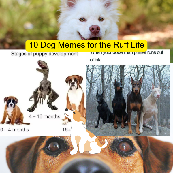 10 Dog Memes to Look at on a Ruff Day