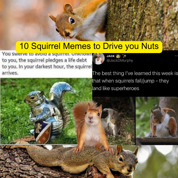Squirrel Memes