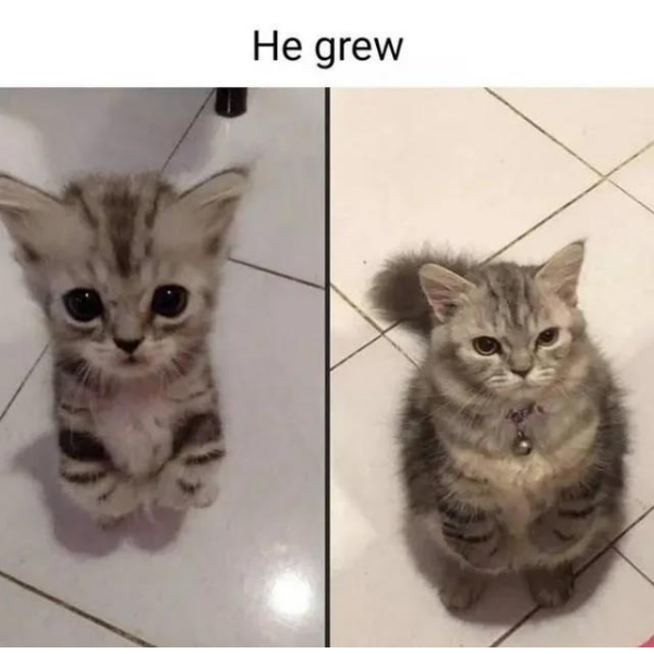 10 Cat Memes to Purrk You Up