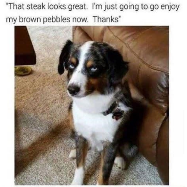 Unimpressed Puppy Meme