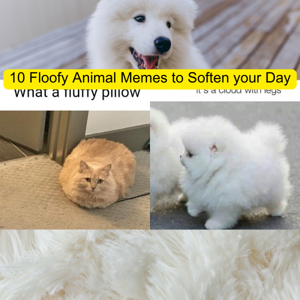 10 Floofy Memes to Soften your Day