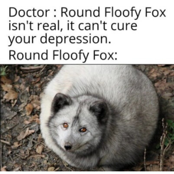 10 Floofy Memes to Soften your Day