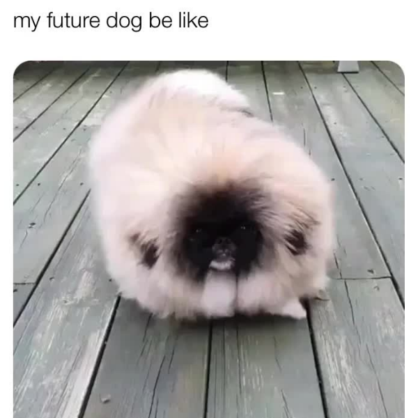 10 Floofy Memes to Soften your Day