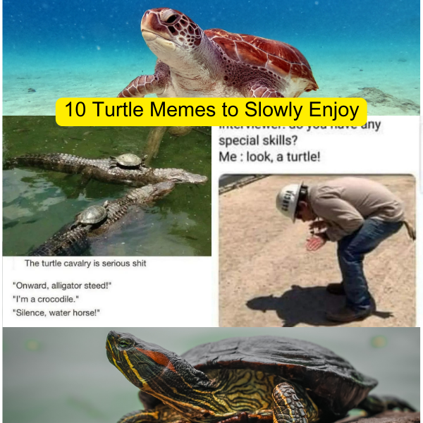 Turtle Meme