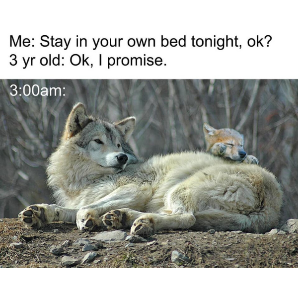 10 Wolf Memes Packed Together