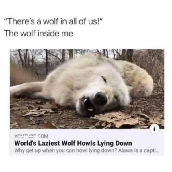 10 Wolf Memes Packed Together