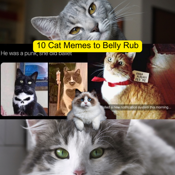 Belly Rub Cat Memes Funny Cat, Fat Cat, Belly Rub Cat, Cute Cat