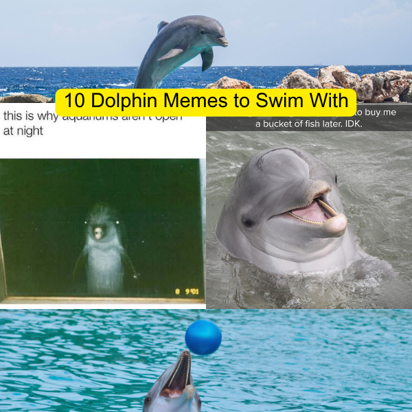 10 Dolphin Memes to Swim With
