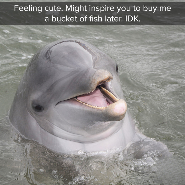 10 Dolphin Memes to Swim With