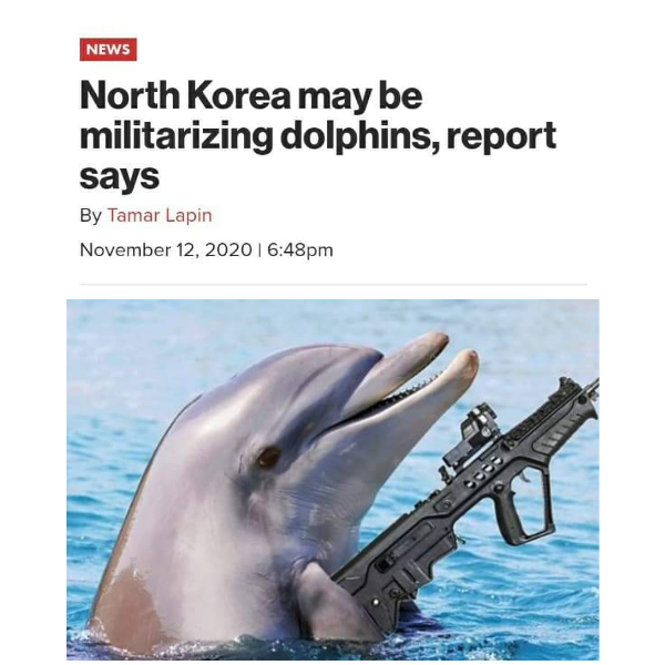 10 Dolphin Memes to Swim With