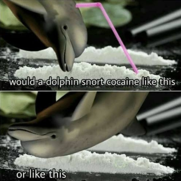 10 Dolphin Memes to Swim With