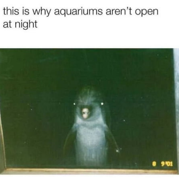 10 Dolphin Memes to Swim With