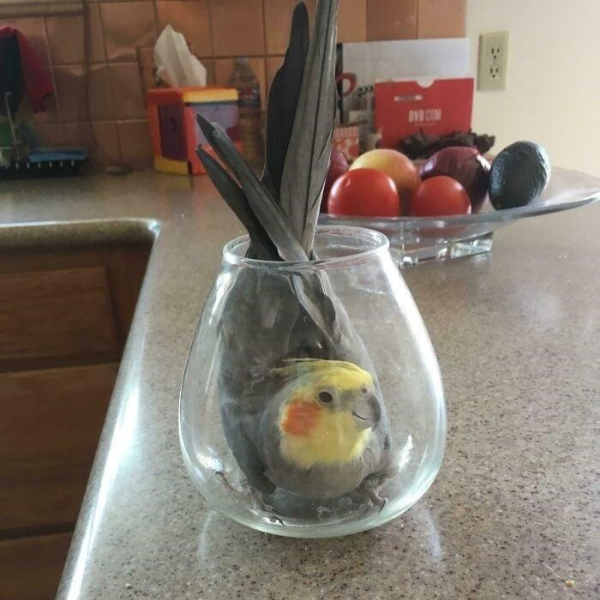 12 Funny Pictures of Animals Being Stuck