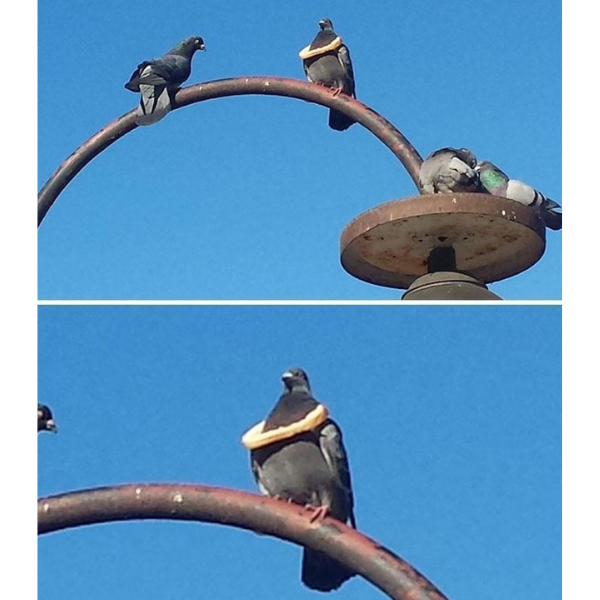 12 Funny Pictures of Animals Being Stuck