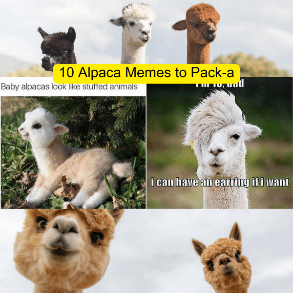 Alpaca Babhla Meme From Ghajini To Aadhaar Balak, Twitter Explodes