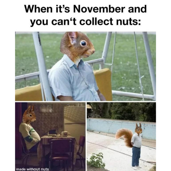 10 Funny November Memes that are Nuts