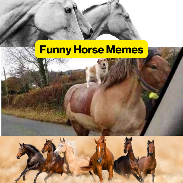 10 Funny Horse Memes that are just Horsin' Around