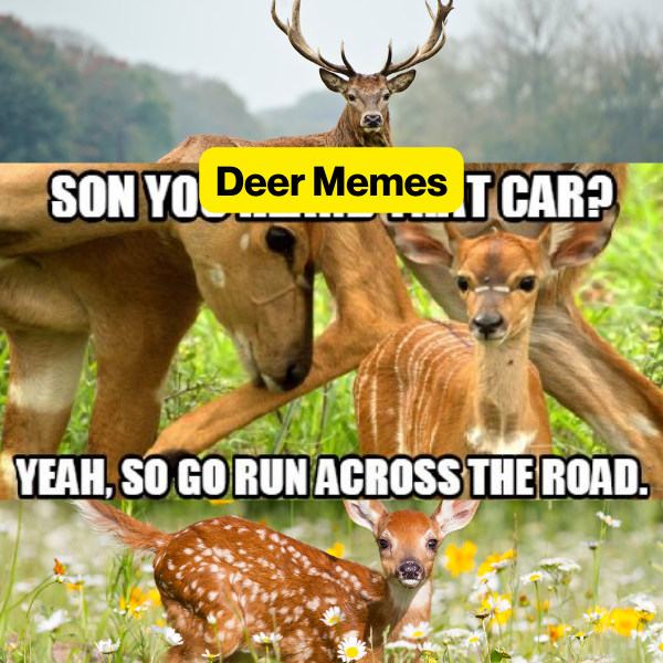 Deer Memes