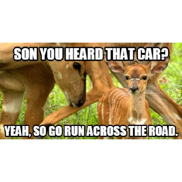 Deer Memes