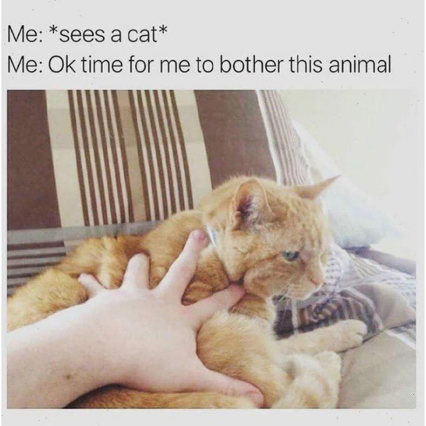 Cat Comfort Memes Cat Memes: 44 Feline Funnies For Every Cat Owner