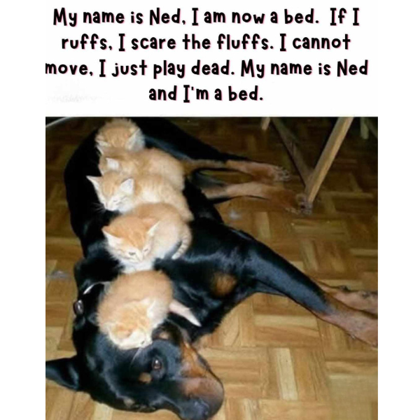 ned’s furry foster flow