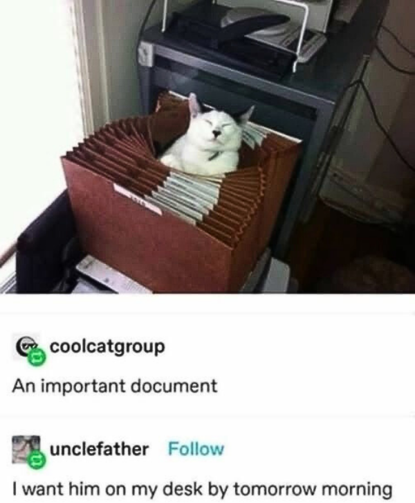 filing under “c for cat”