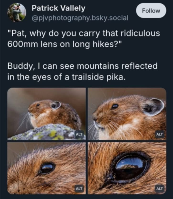 pika of the day